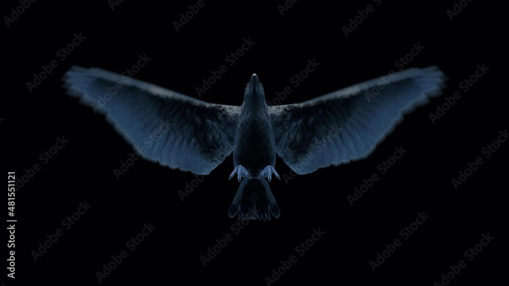 Crow Flying Loop Animation on Transparent Background Ultra HD 4K Stock ...