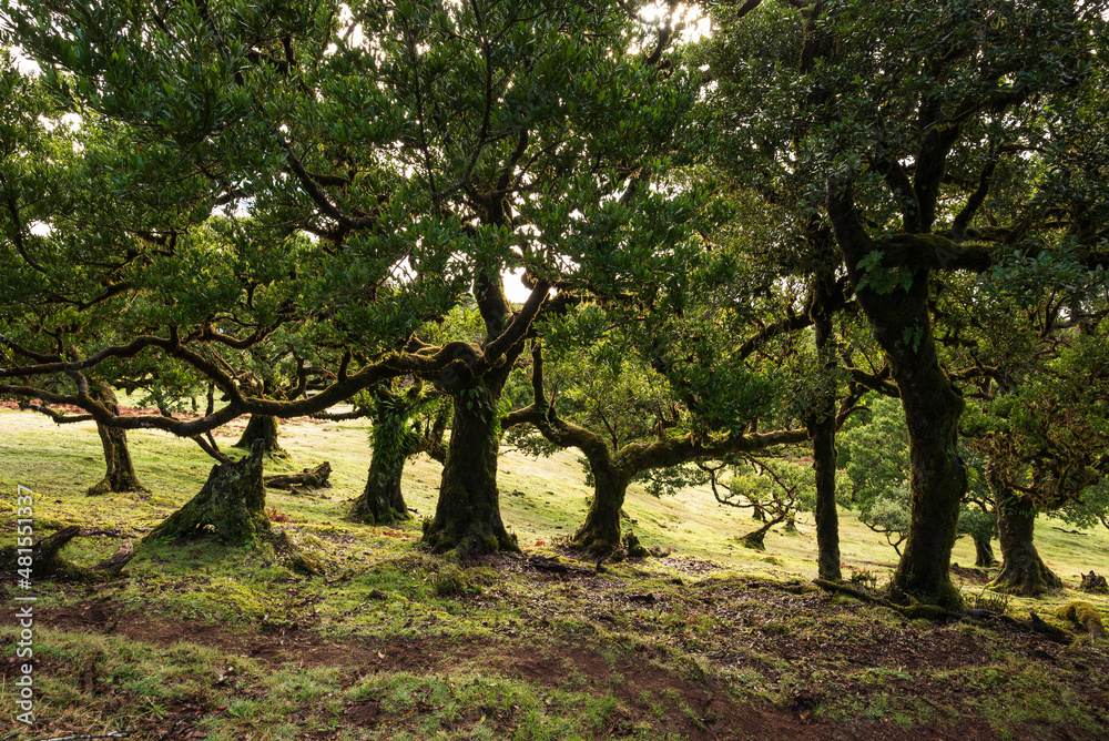 Beautiful ancient laurel trees at the fairy forest of Fanal, Madeira ...