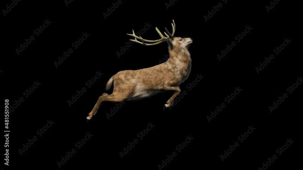 Deer Running Animation on Transparent Background Ultra HD Stock Video ...