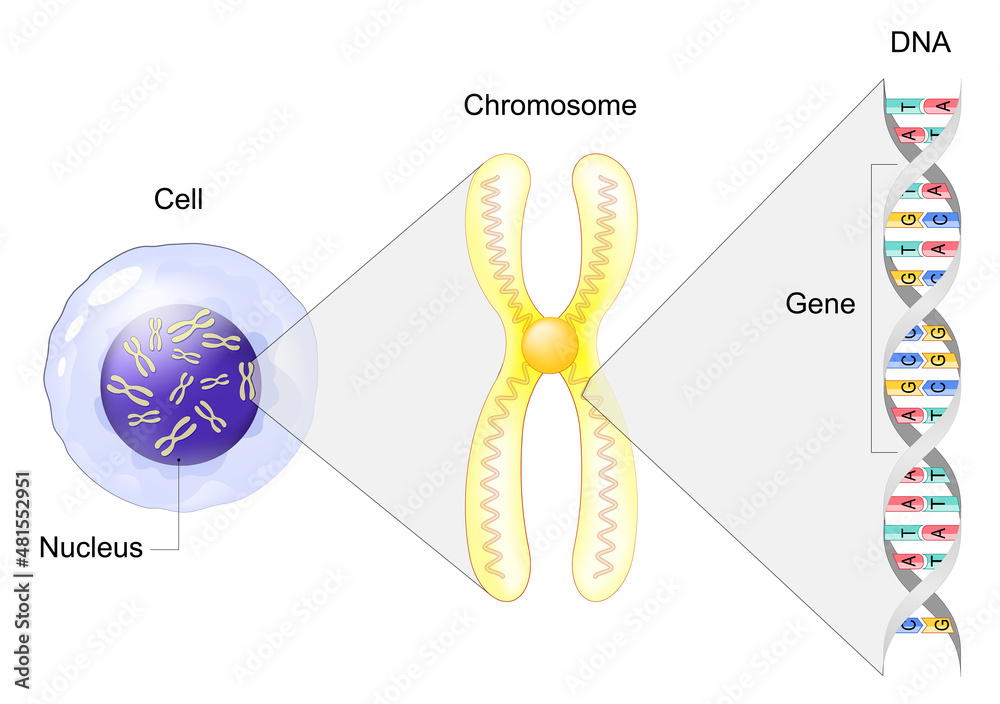 Structure of Cell. From Gene to DNA and Chromosome Stock Vector | Adobe ...