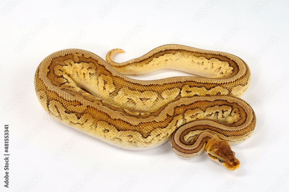 Ball python // Königspython (Python regius) - colour-morph Stock Photo ...