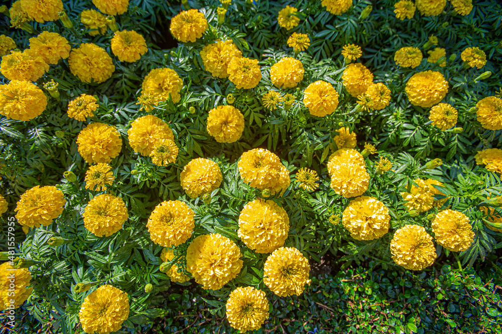 Beautiful Marigold flowers in garden Stock Photo | Adobe Stock