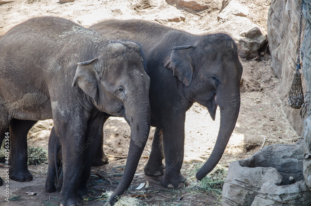 Foto de Asian elephant family (Elephas maximus), is the only living ...