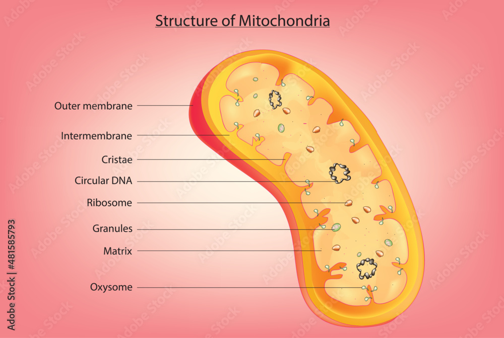Anatomy of Mitochondrion (3D Structure of Mitochondrion) Stock Vector ...