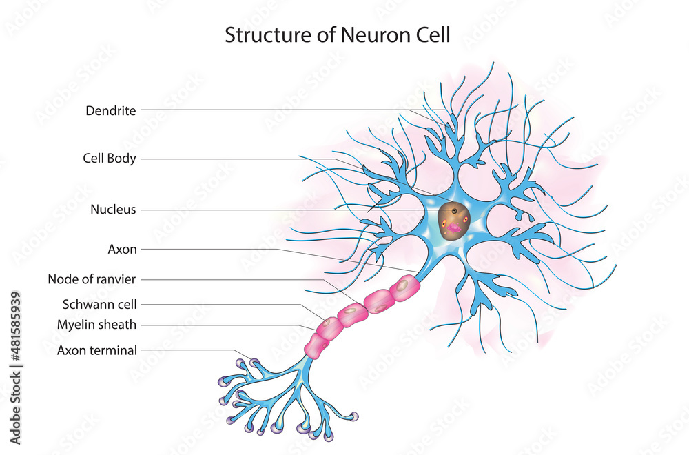 Detailed structure of neuron cell Stock Vector | Adobe Stock