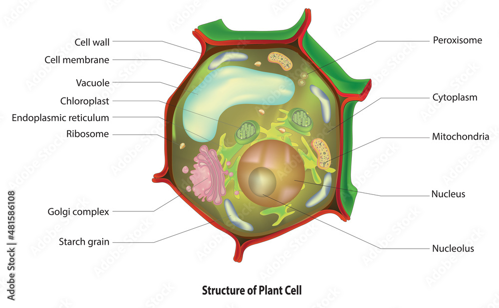 3D Structure of Plant Cell (3D anatomy of plant cell) Stock Vector ...