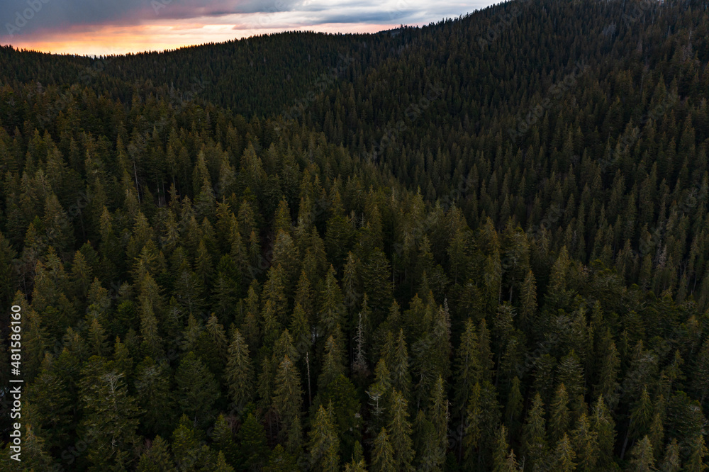 Synevyrska Polyana Natural Ukrainian National Park, coniferous ...