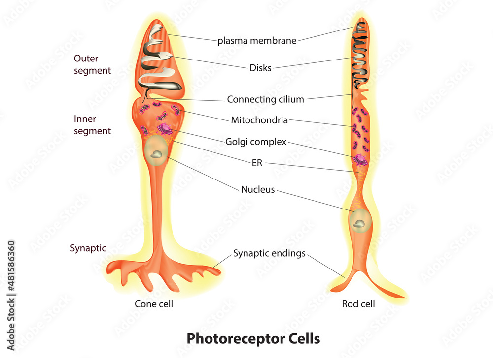 detailed diagram of photoreceptor cells Stock Vector | Adobe Stock