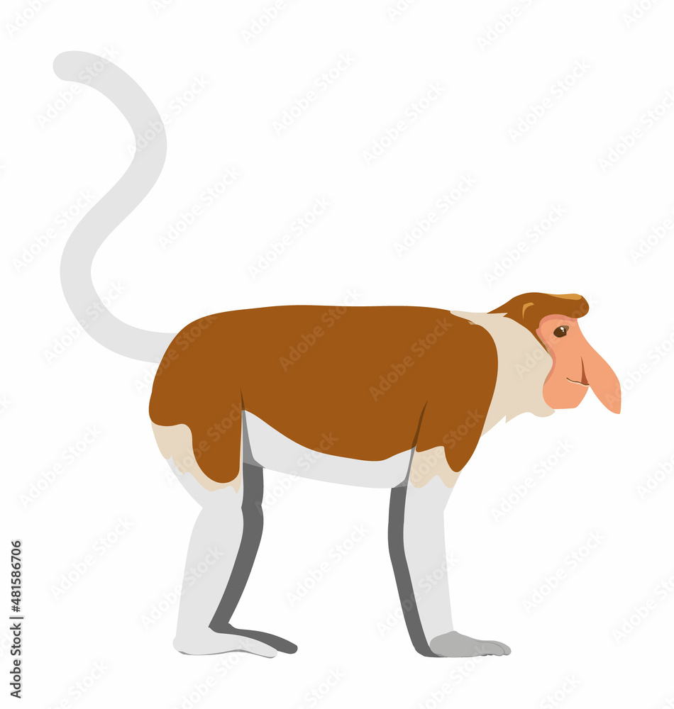 Male Proboscis monkey seen in Side view - Flat style vector Stock ...