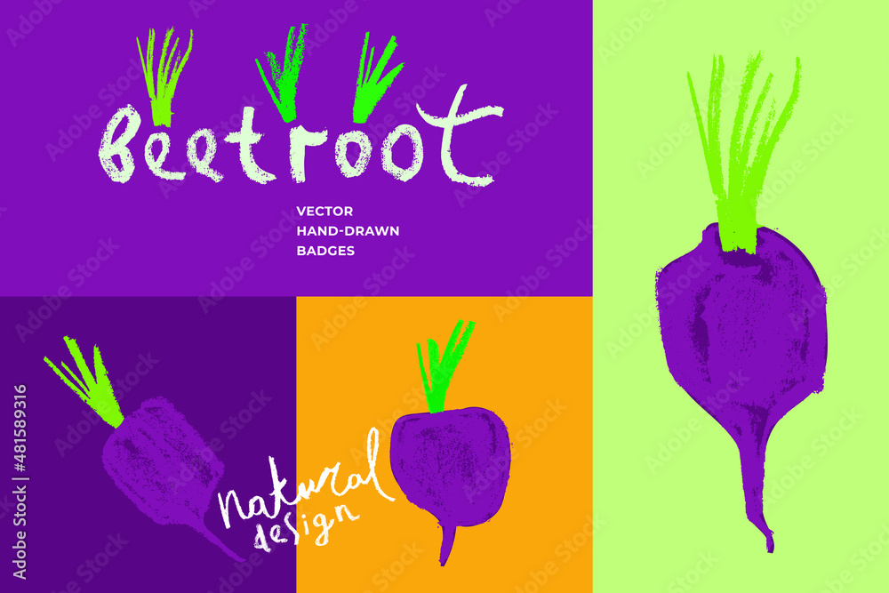 Vector beetroot drawing in trendy pencil hand-drawn style. Sugar beet illustration. Beetroot ...