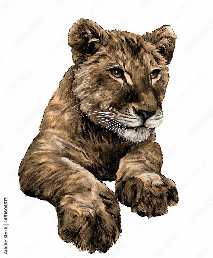 little lion cub head and paws, sketch vector graphic color illustration ...