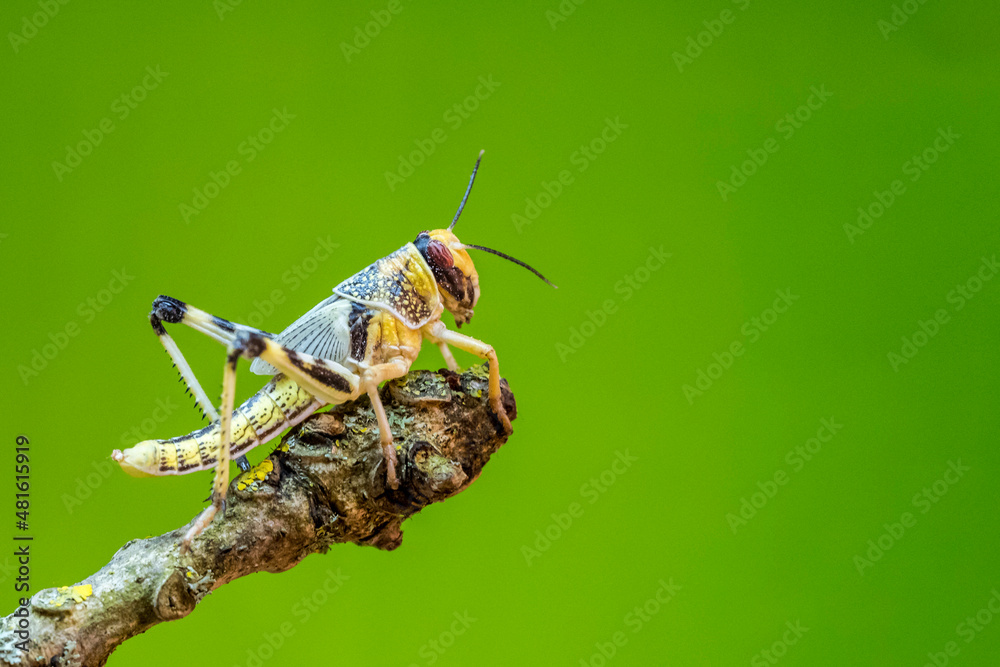 Locust Stock Photo | Adobe Stock
