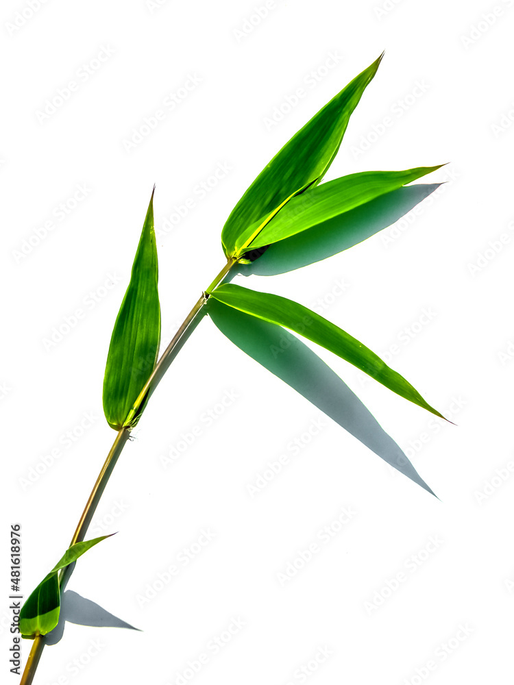 feuilles de bambou Stock Photo | Adobe Stock