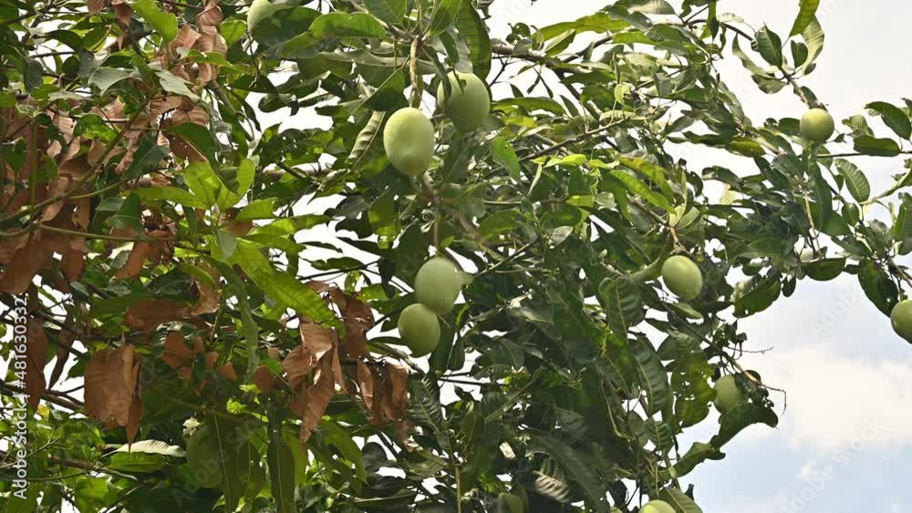 Farmer using fruit picker to picking mango on a tree. Mangoes are a ...