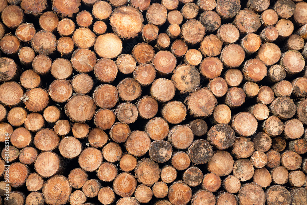 wall of stacked tree trunks / Muur van hout Stock Photo | Adobe Stock