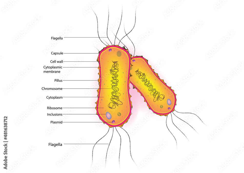 Biological Structure of Amphilophotrichous Bacteria Stock Vector ...