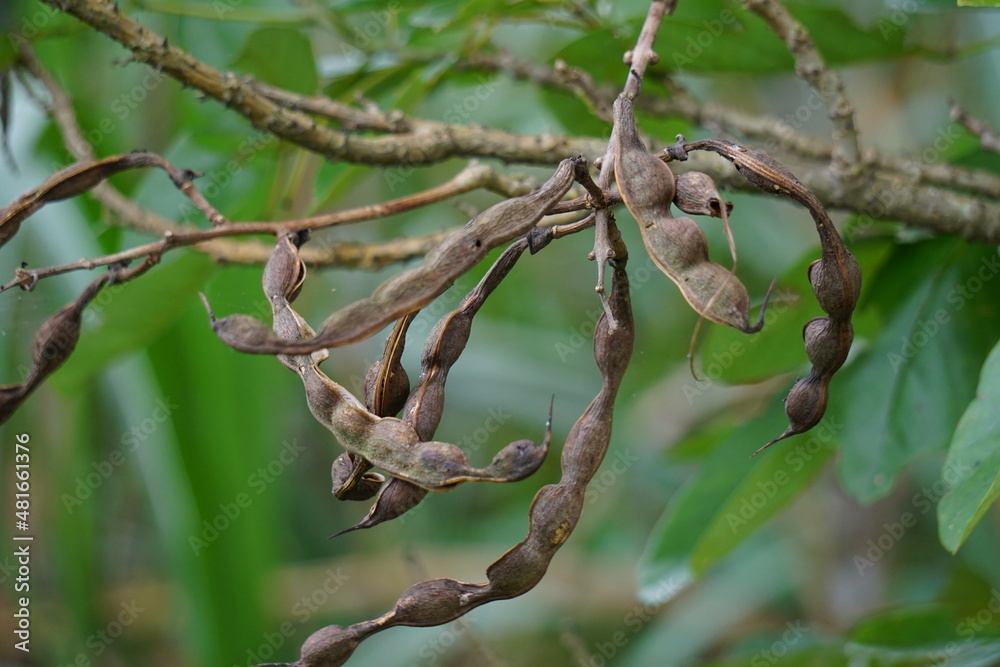 Erythrina fusca (Also called purple coraltree, gallito, bois immortelle ...