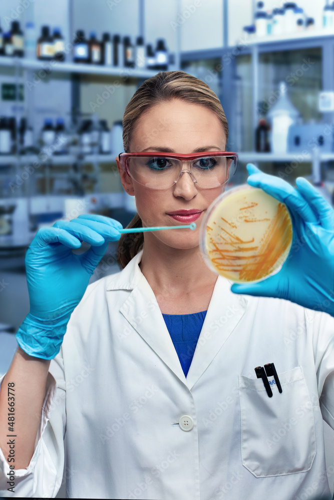 lab technician inoculating plates petri dish for analysis of ...