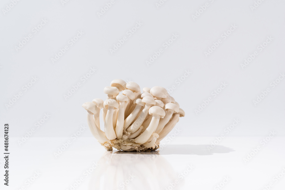 Setas frescas de haya blanca, seta Buna Shimeji. Grupo de hongos ...