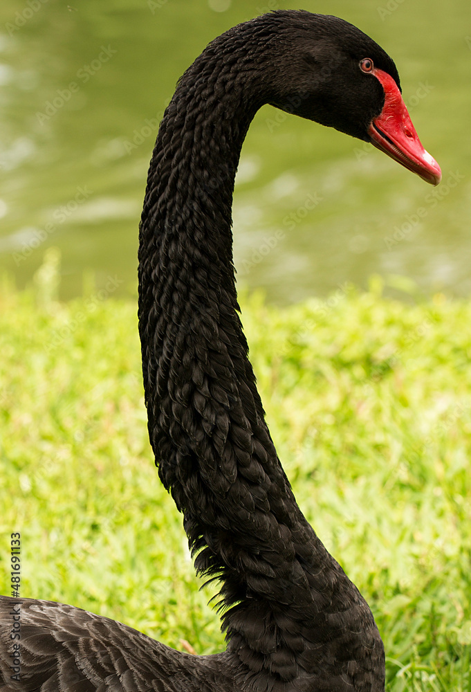 Cisne-negro ou cisne preto nome científico Cygnus atratus. Ave aquática ...