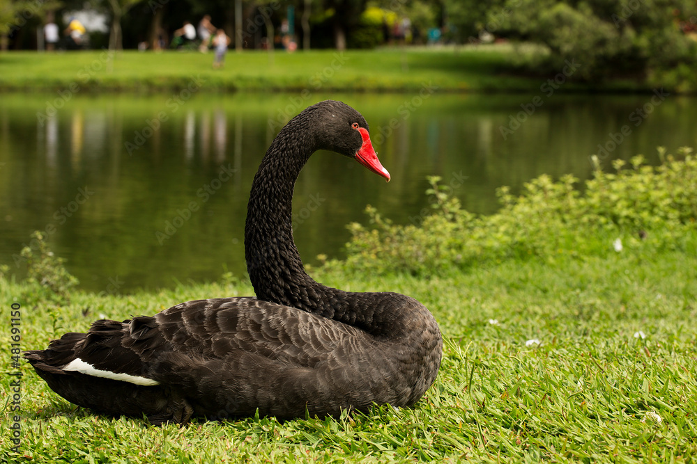Cisne-negro ou cisne preto nome científico Cygnus atratus. Ave aquática ...