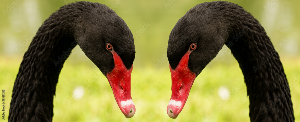 Cisne-negro ou cisne preto nome científico Cygnus atratus. Ave aquática ...