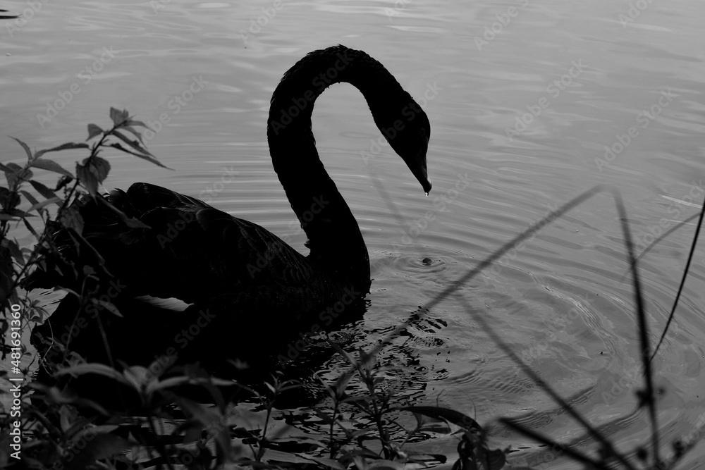 Cisne-negro ou cisne preto nome científico Cygnus atratus. Ave aquática ...