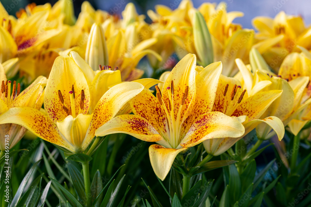 Lilium asiatic. This plant produces yellow flowers. The stamen, style ...