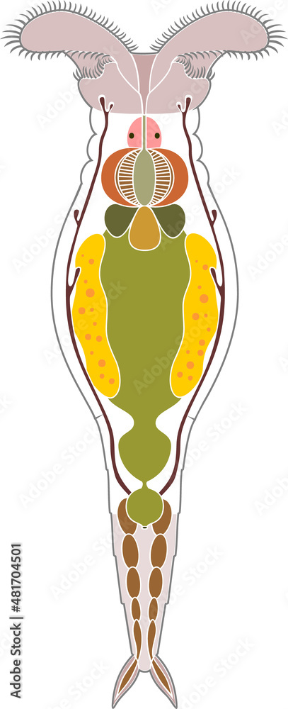 Scheme of bdelloid rotifer anatomy isolated on white background Stock ...