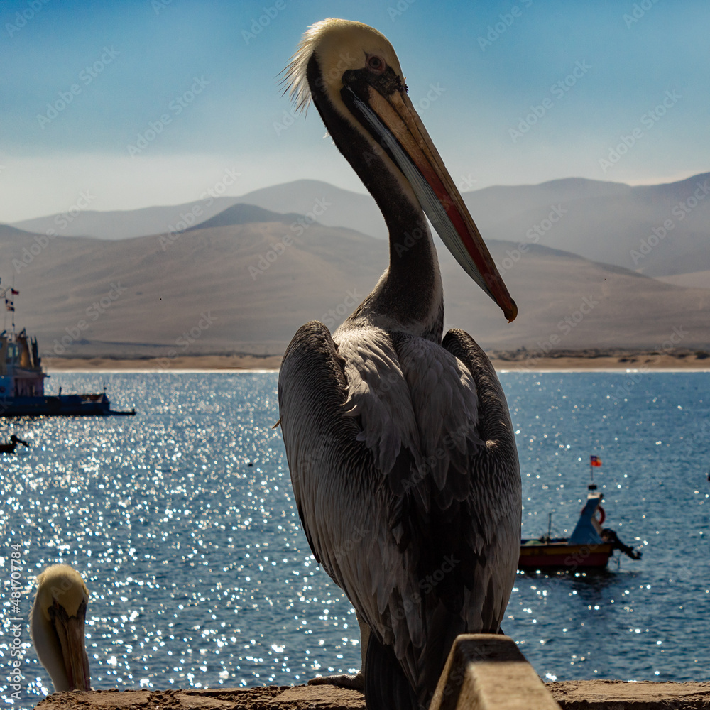 Pelícano (Pelecanus thagus) reposando a orillas del puerto de Huasco ...