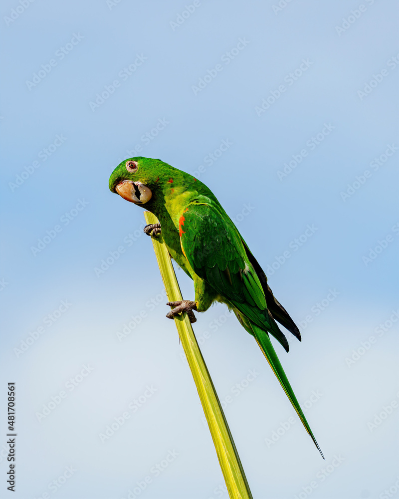 Foto de Maritaca sobre árvore com céu azul. do Stock | Adobe Stock