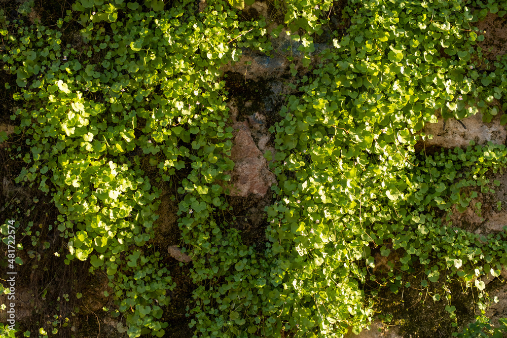 Plants growing on stone wall and its texture Stock Photo | Adobe Stock