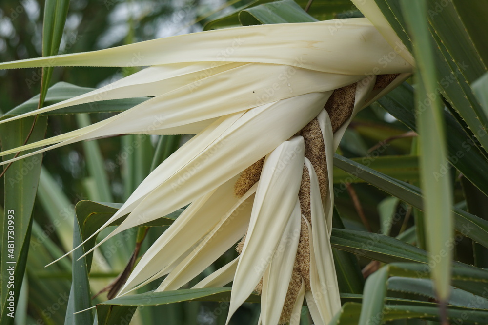 Fragrant Screwpine flower (Pandanus fascicularis, Pandanus odorifer ...