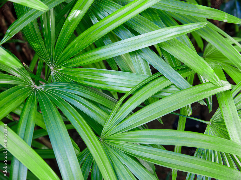 Dark Green Tree Leaves