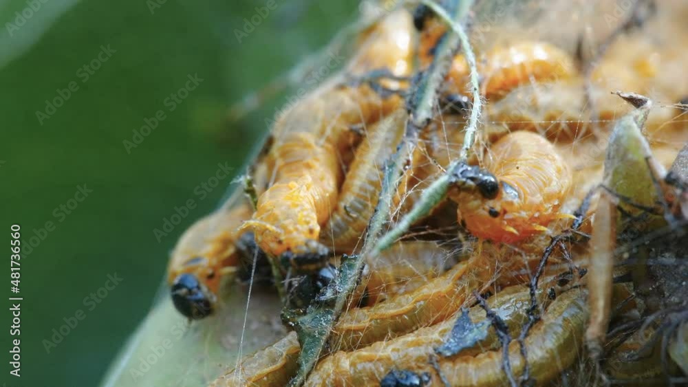 Closer look of the larvae from the cocoon crawling on the stem of the ...