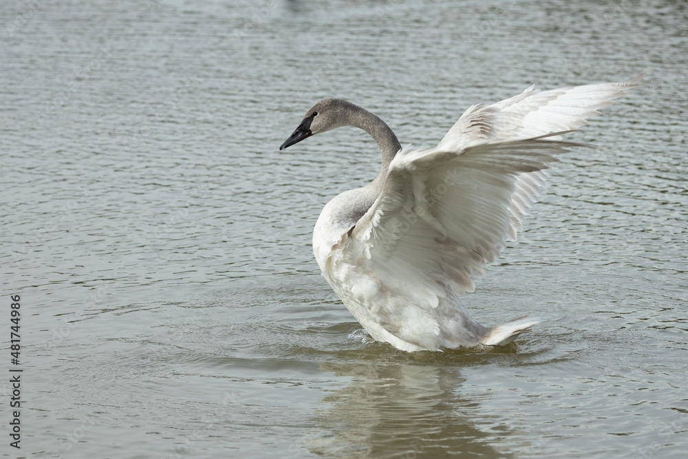 Trumpeter Swan profile with wings flapping Stock Photo | Adobe Stock