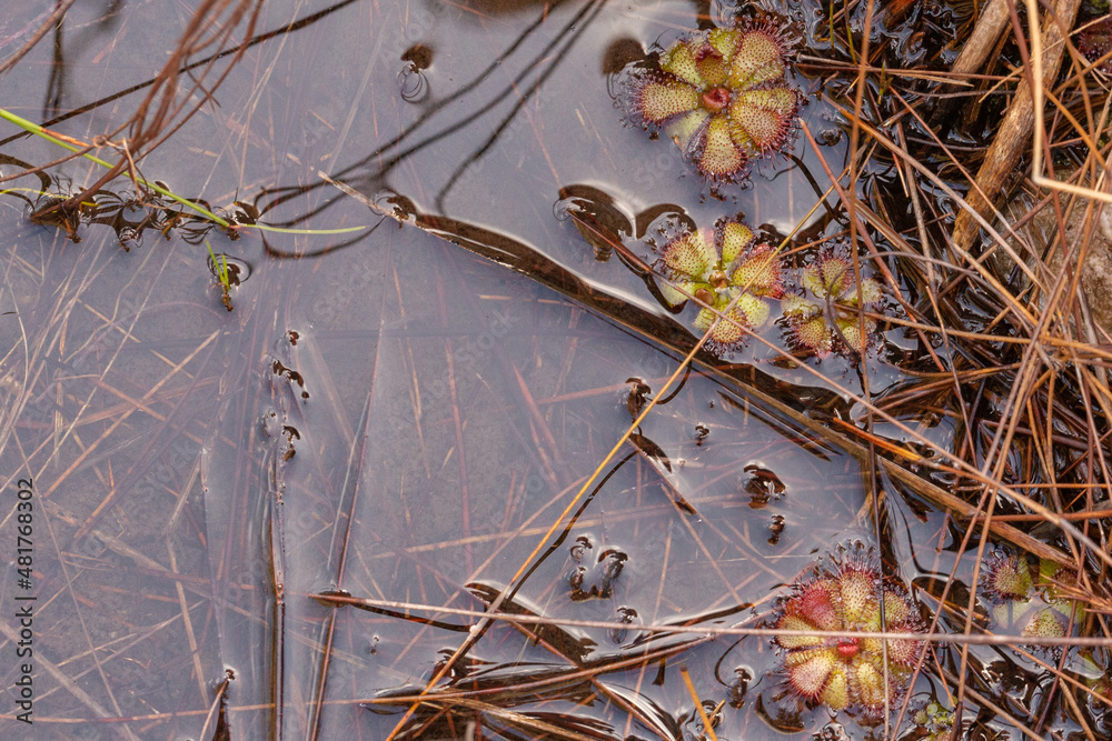 Some green Drosera admirabilis (a carnivorous plant from the Sundew ...