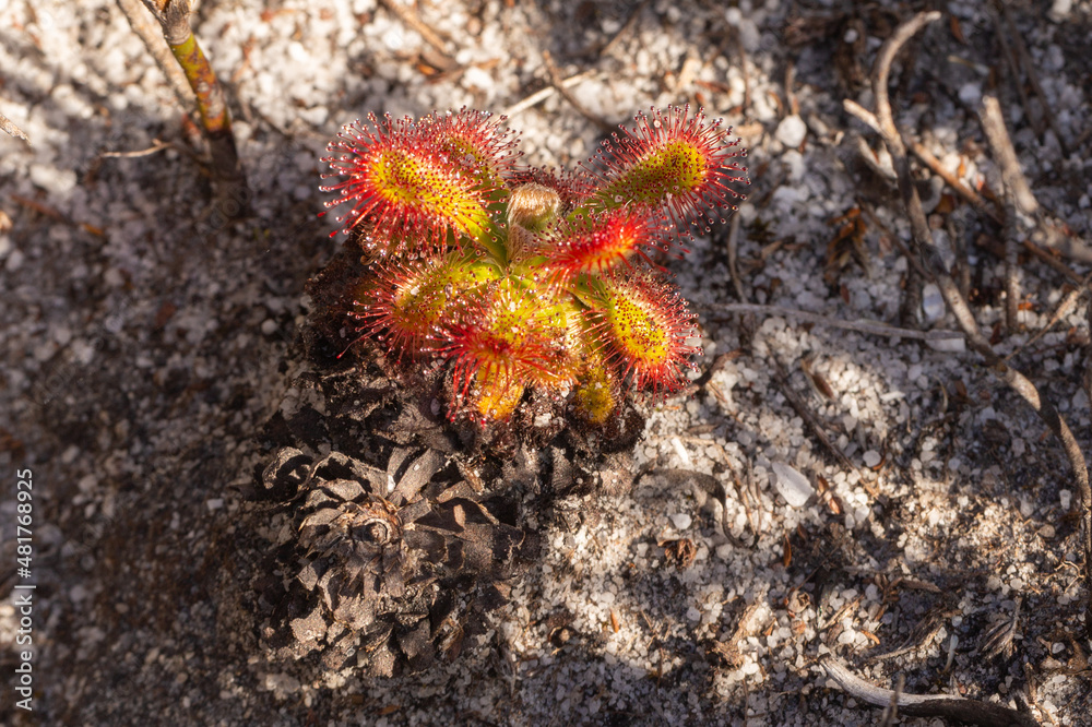 Single specimen of Drosera esterhuyseniae (a carnivorous plant from the ...