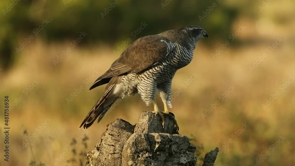 Northern Goshawk Sound
