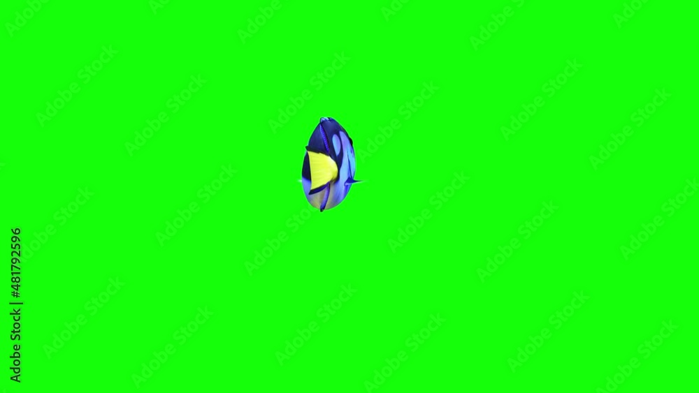 Blue Tang Fish Green screen Video, FISH Animation, Fish Swim green ...