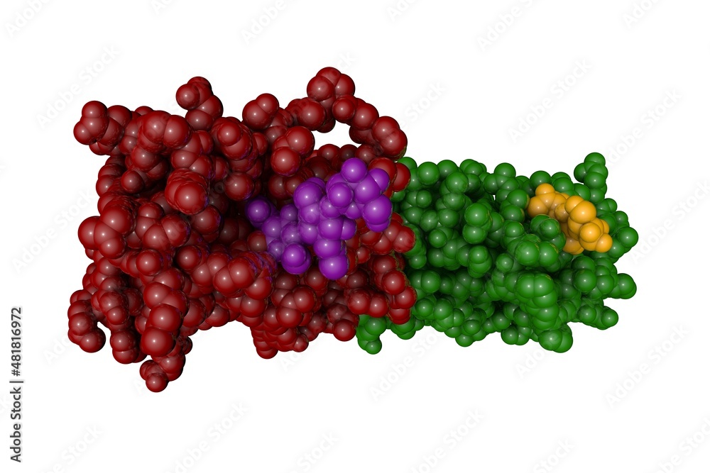 Molecular model of human interleukin-34 isolated on white background ...