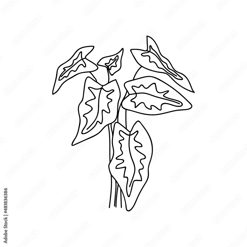 Hand drawn alocasia leaves. Vector illustration in doodle style. Stock ...