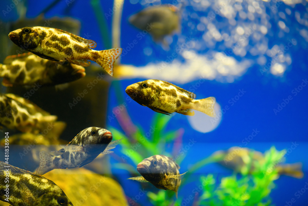 Golden leopard fish in an aquarium on blue background (Haplochromis ...