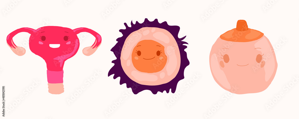 Female reproductive system. Vector cartoon illustration Organ set Stock ...