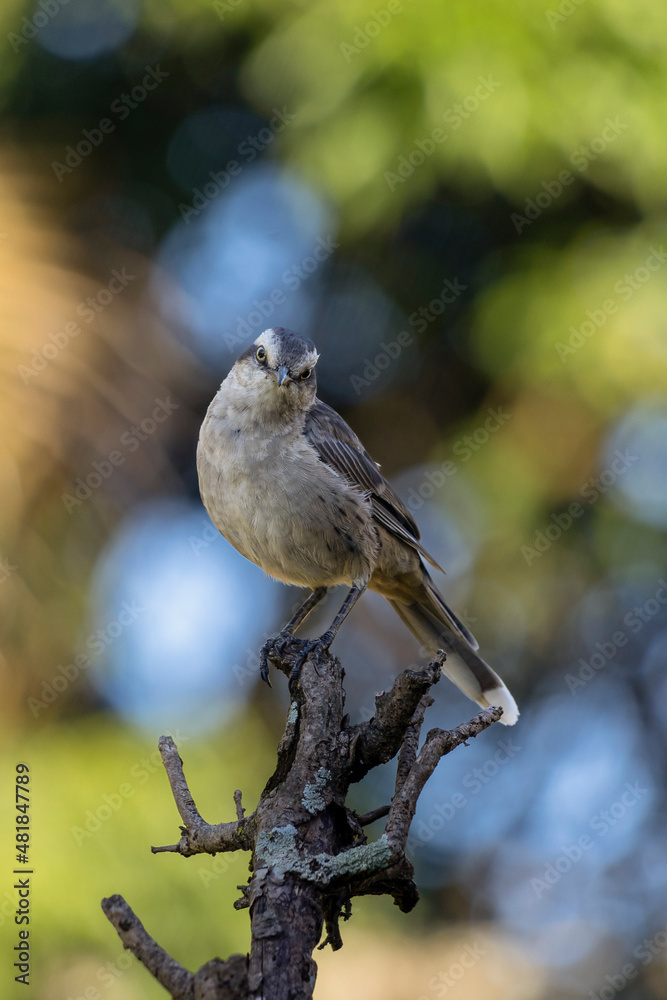 The chalk-browed mockingbird or "Sabia-do-campo" perched on a tree. It ...