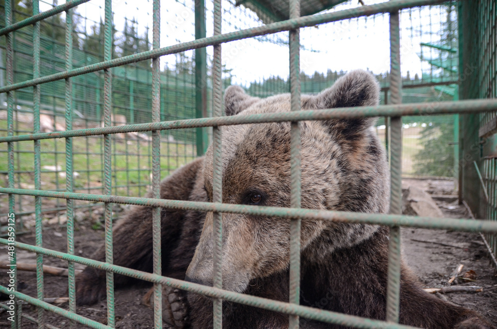 Sad female bear behind fence in prison. Brown bear in captivity. Poor ...