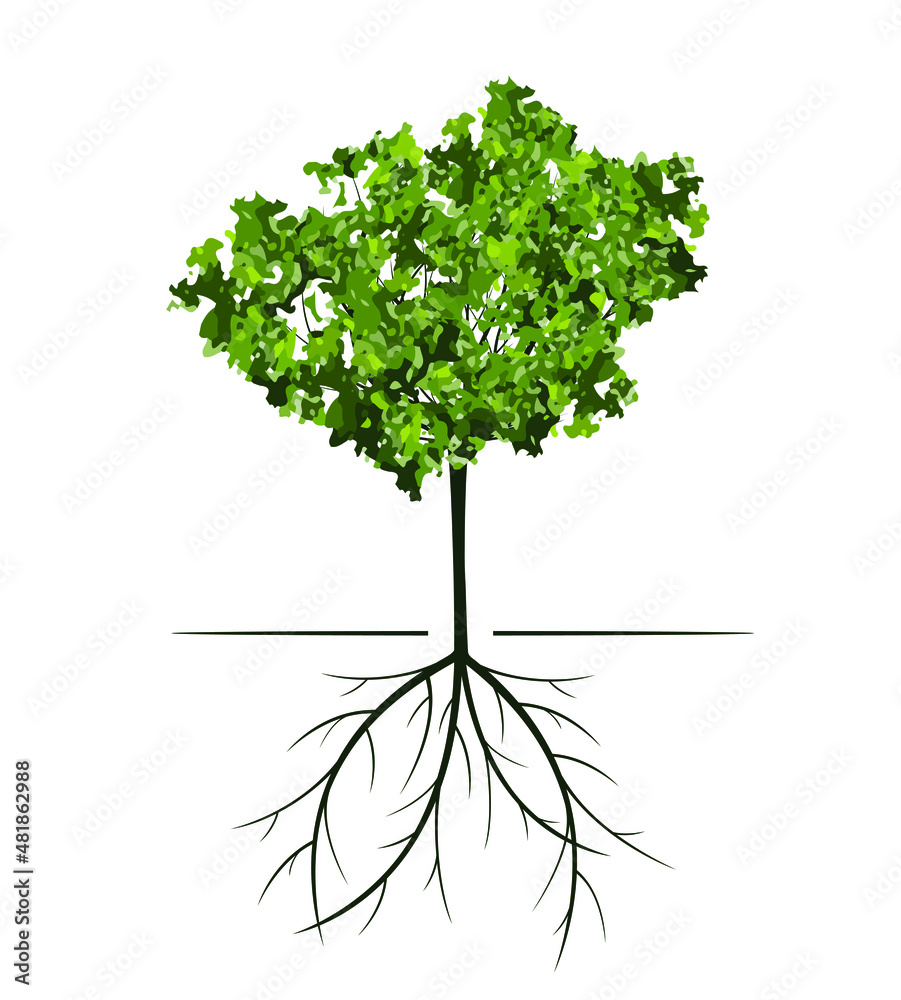 Green Tree with Roots. Vector outline Illustration. Plant in Garden ...
