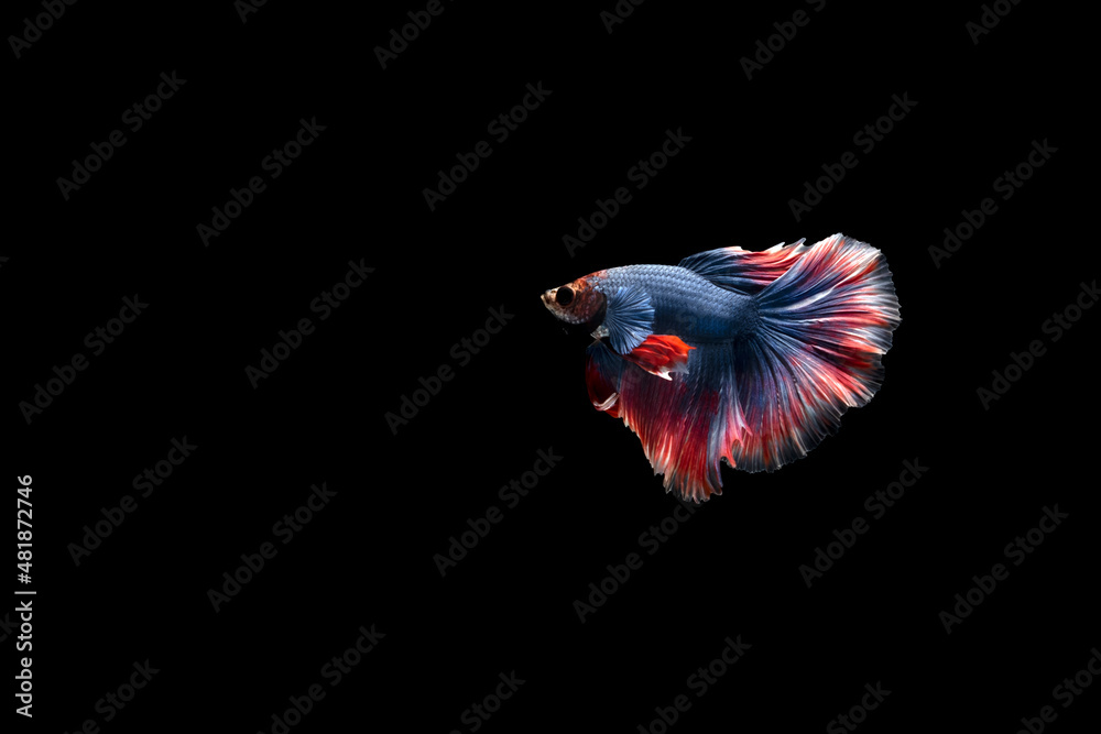 Thailand betta fish on black background Stock Photo | Adobe Stock