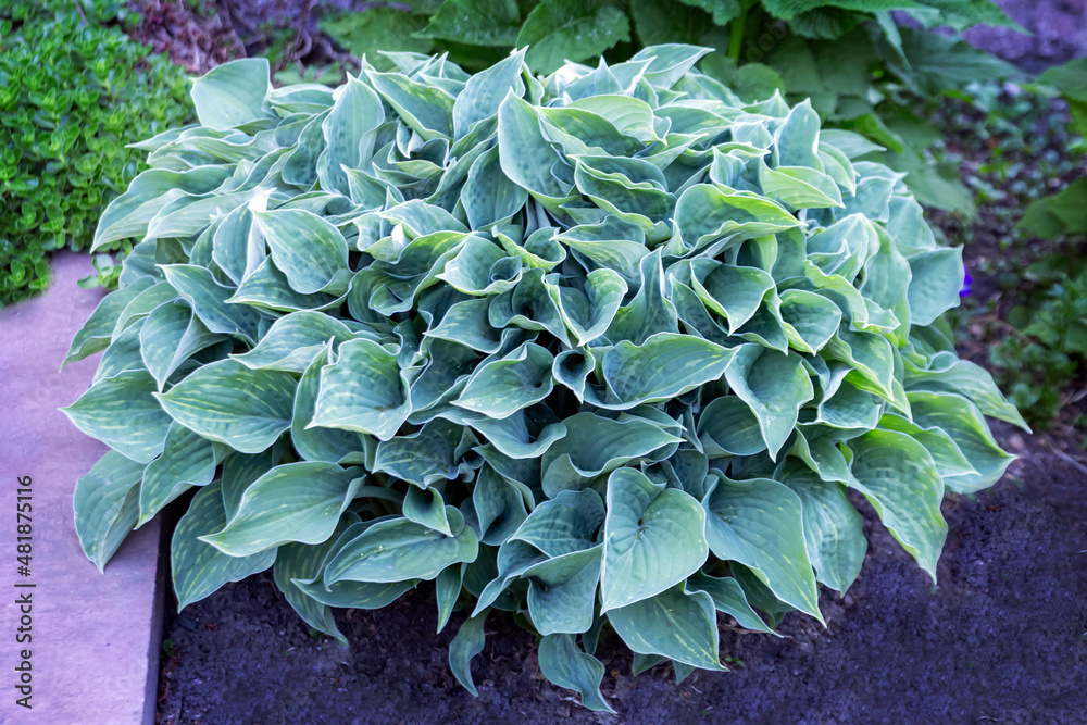 Lush hosta in the garden. Perennial flowers, gardening, landscaping ...