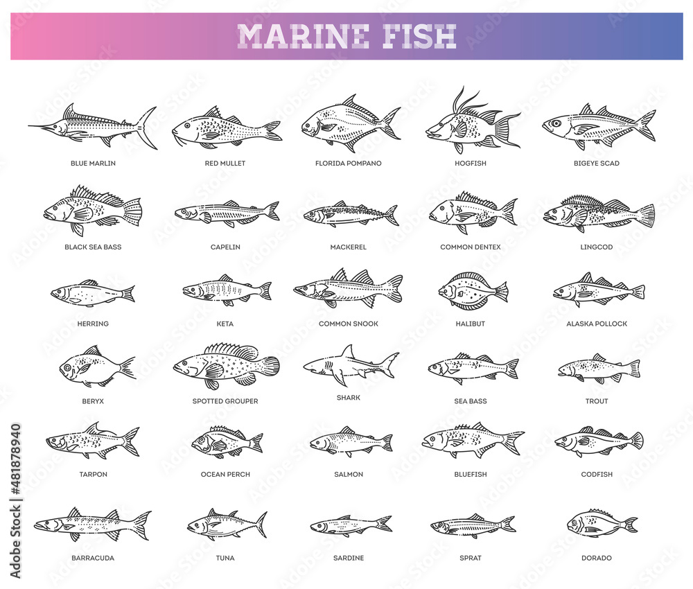 Saltwater fish set. Types marine and ocean fish Stock Vector | Adobe Stock